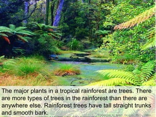 Rainforest Plants | PPT