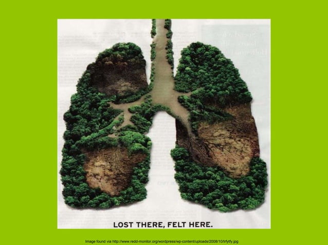 Saving the Rainforest | PPTX | Geography | Science