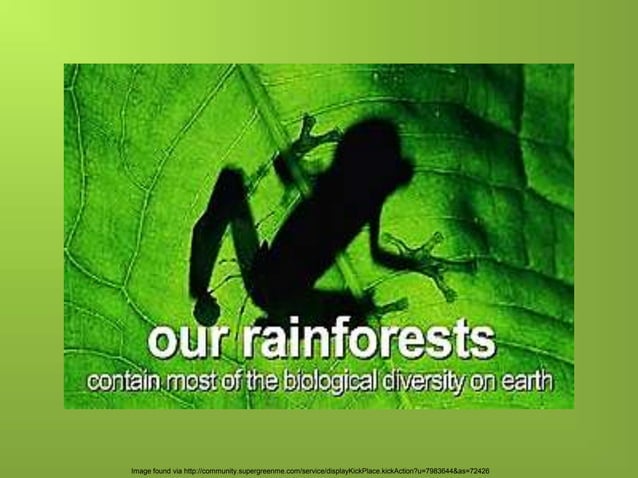 Saving the Rainforest | PPTX | Geography | Science