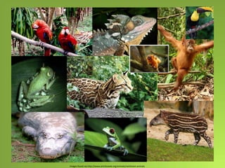 Saving the Rainforest | PPTX
