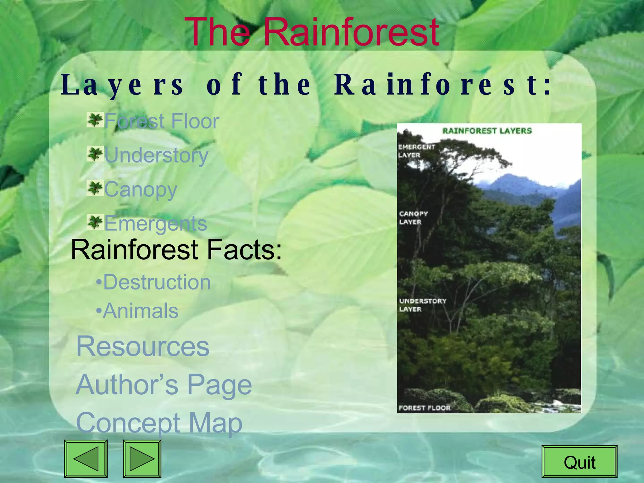 Rainforest Interactive Powerpoint | PPT