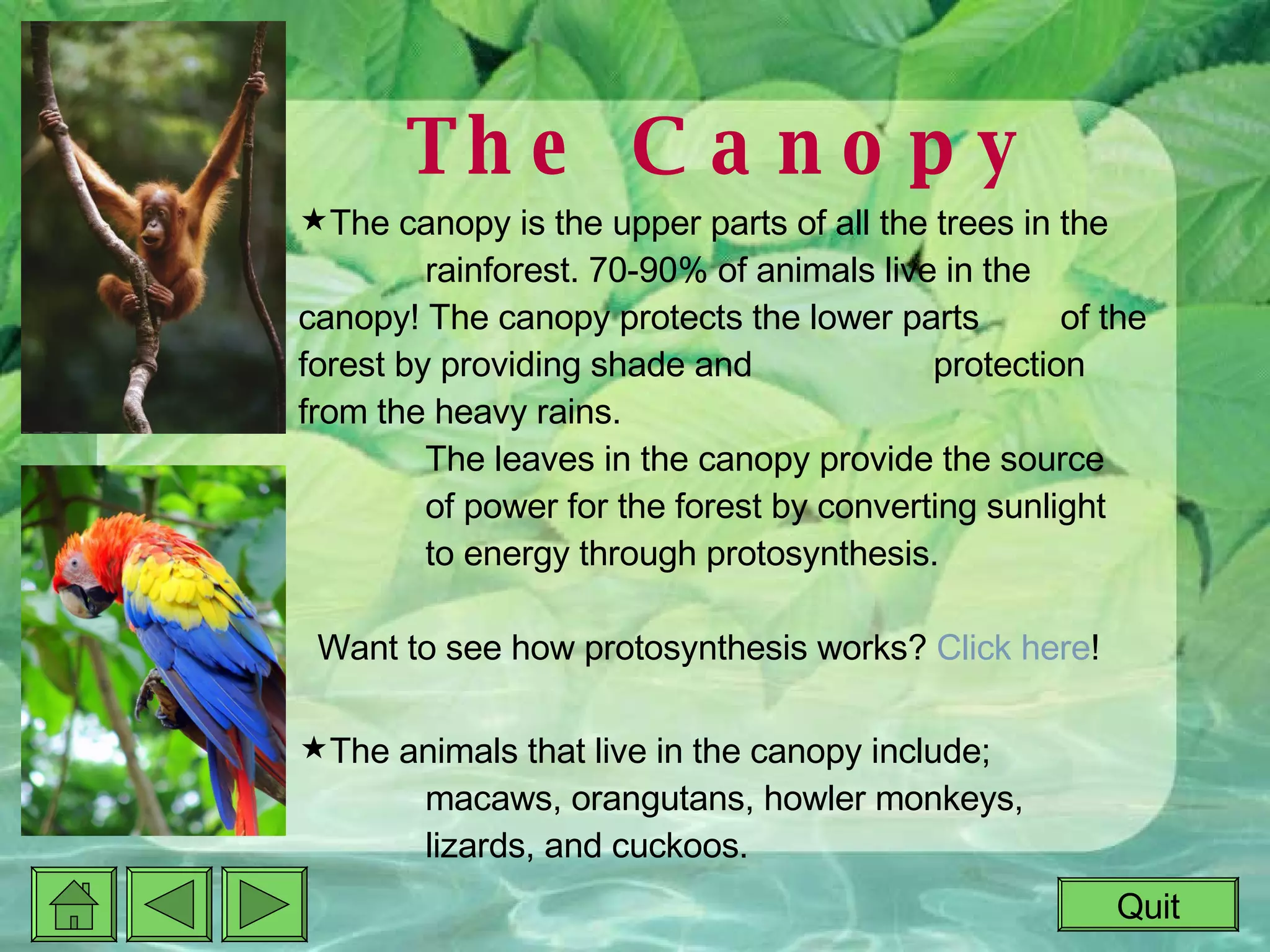 Rainforest Interactive Powerpoint | PPT