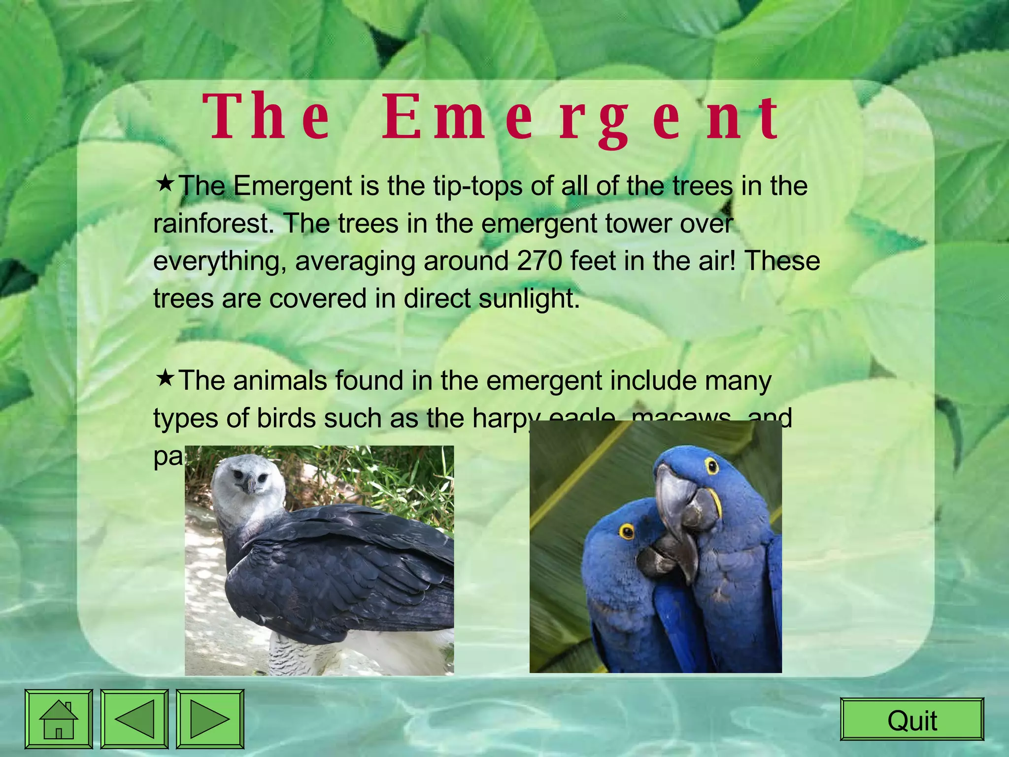 Rainforest Interactive Powerpoint | PPT