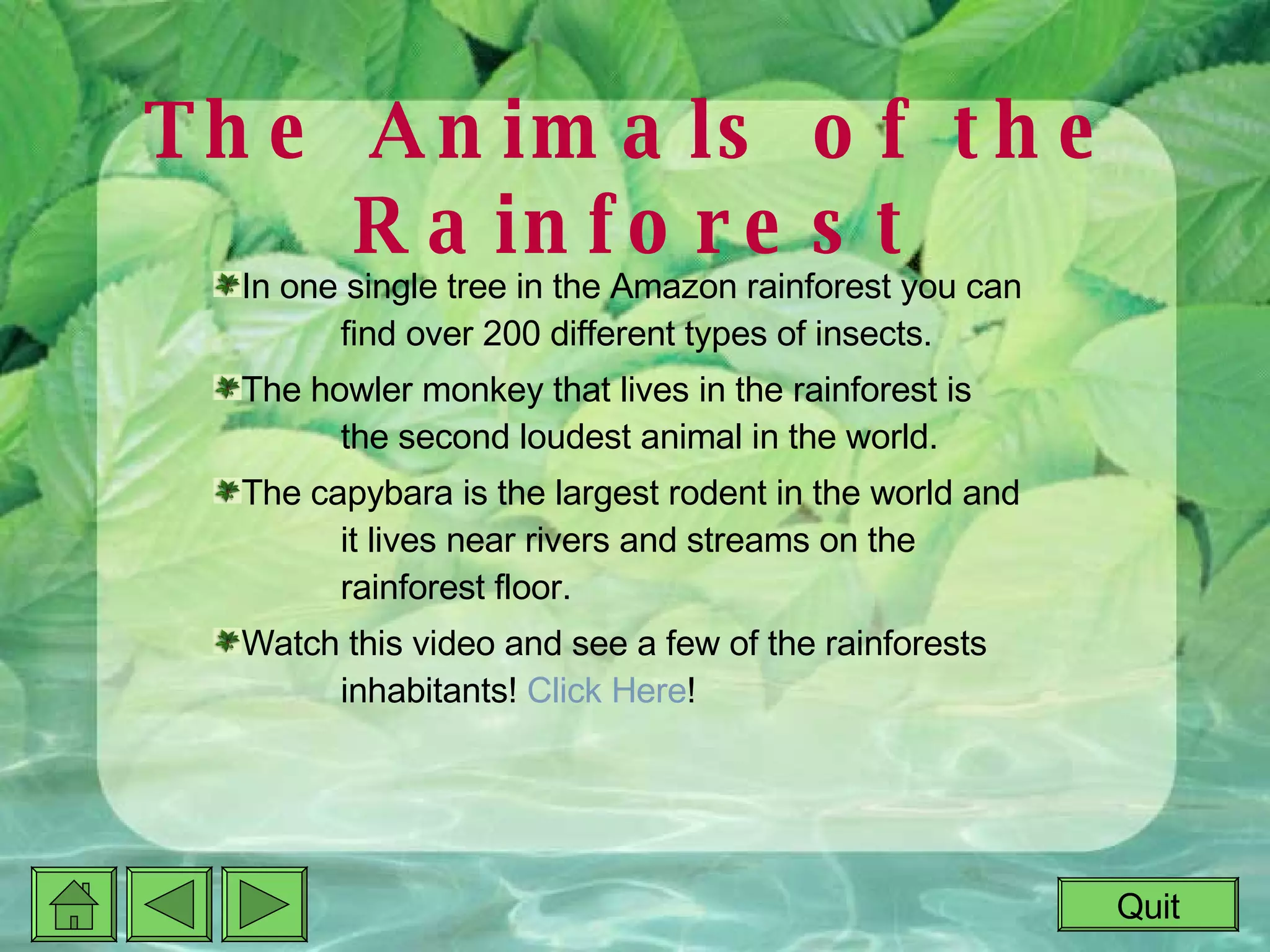Rainforest Interactive Powerpoint | PPT