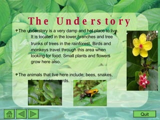 Rainforest Interactive Powerpoint | PPT