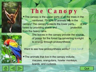 Rainforest Interactive Powerpoint | PPT