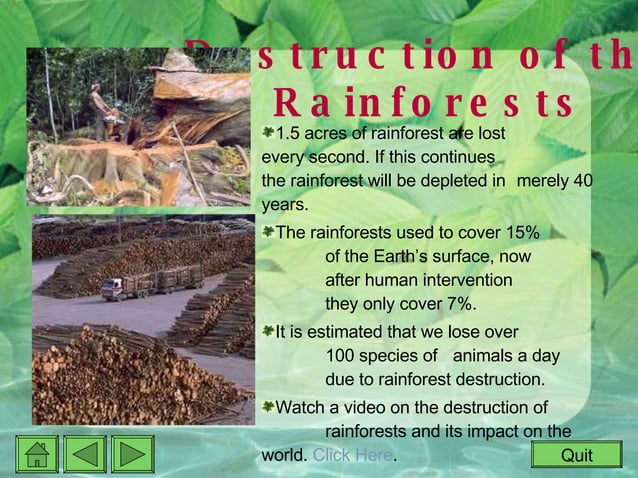 Rainforest Interactive Powerpoint | PPT