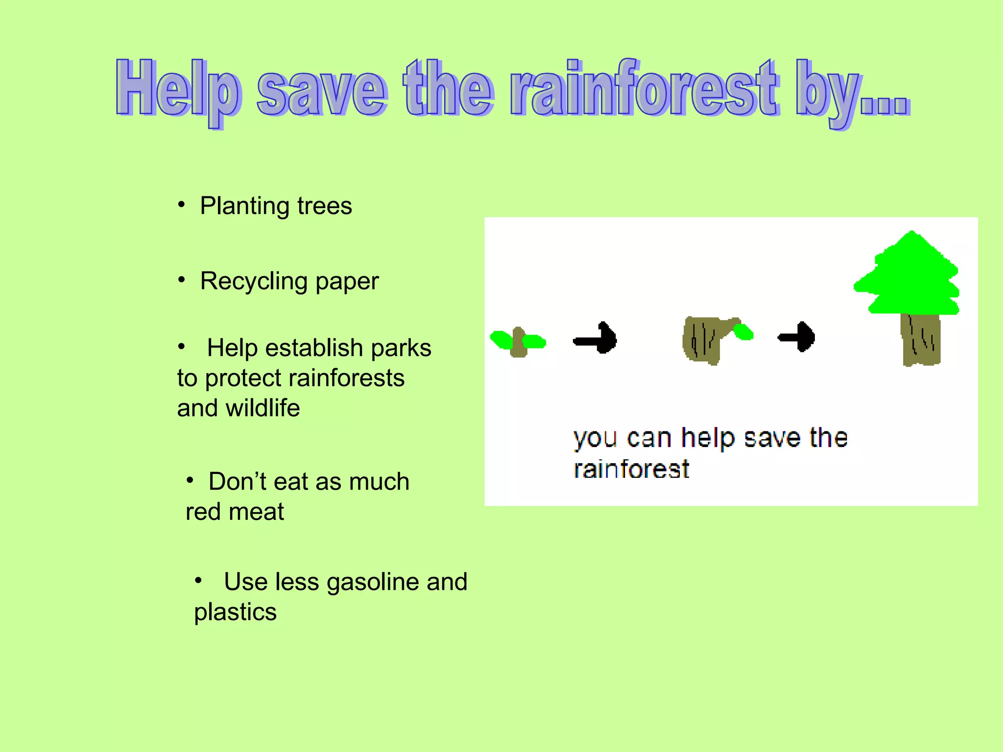 Rainforest Presentation | PPT