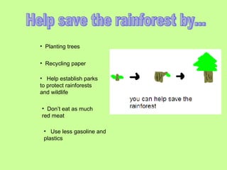 Rainforest Presentation | PPT