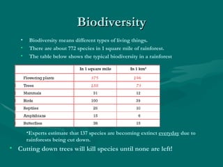 Rainforest Presentation | PPT
