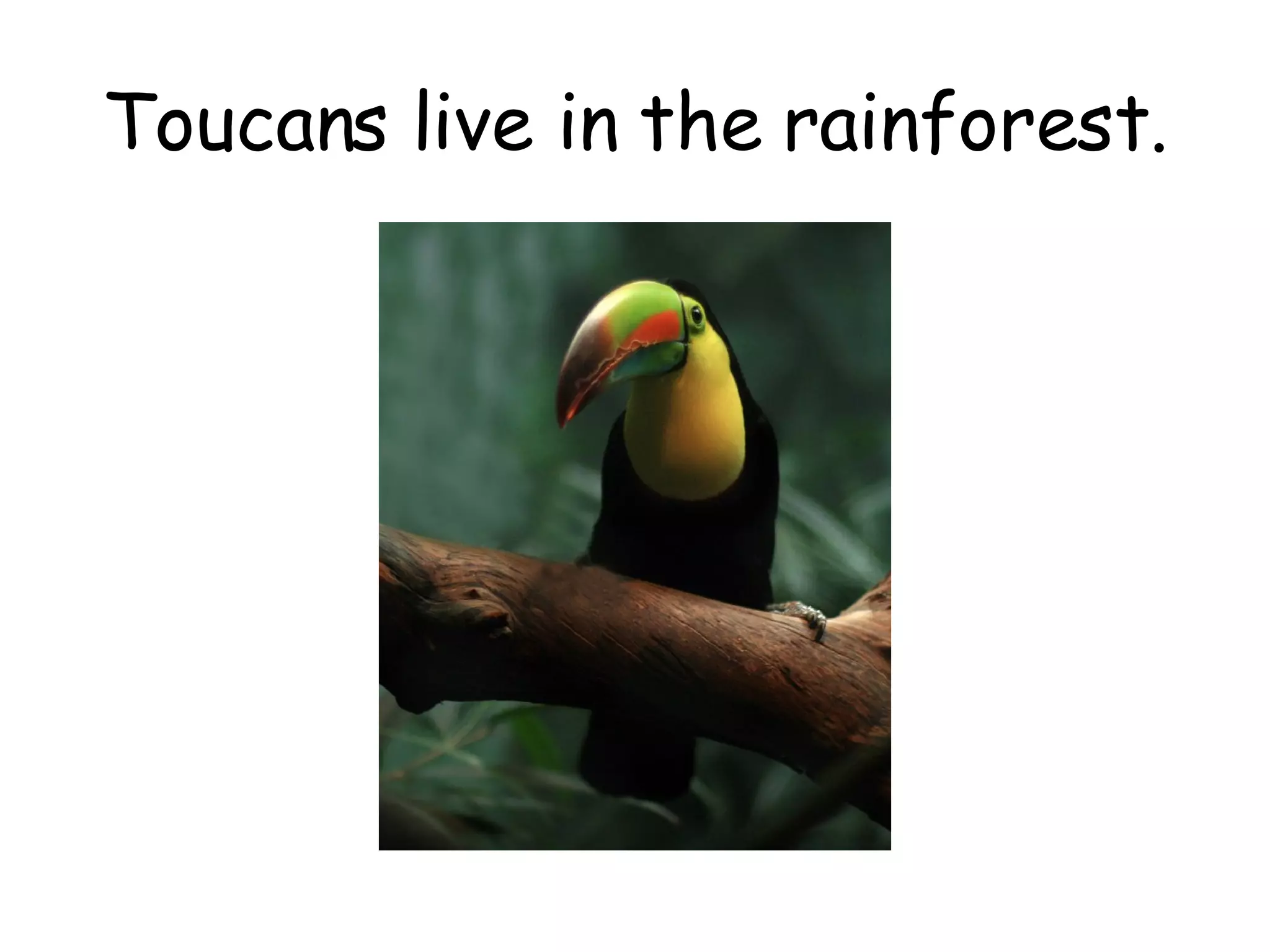 Rainforest Animals | PPT