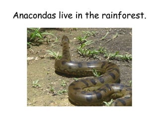 Rainforest Animals | PPT