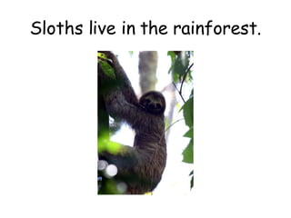Rainforest Animals | PPT