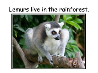 Rainforest Animals | PPT