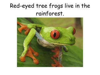 Rainforest Animals | PPT