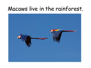 Rainforest Animals | PPT