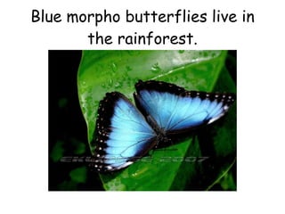 Rainforest Animals | PPT