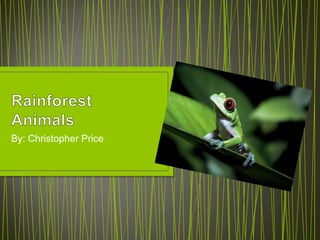 Rainforest animals | PPTX