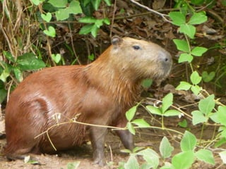 Rainforest animals | PPT