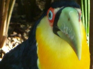 Rainforest animals | PPT