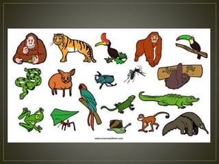 Rainforest animals | PPT
