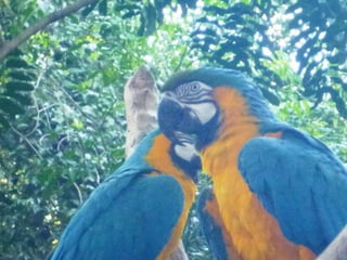 Rainforest animals | PPT