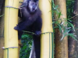 Rainforest animals | PPT