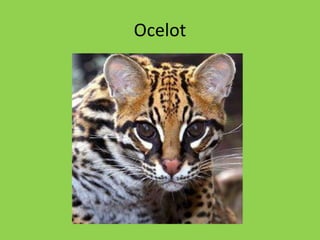 Rainforest animals | PPTX