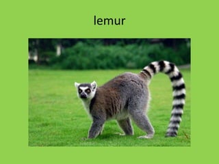 Rainforest animals | PPTX