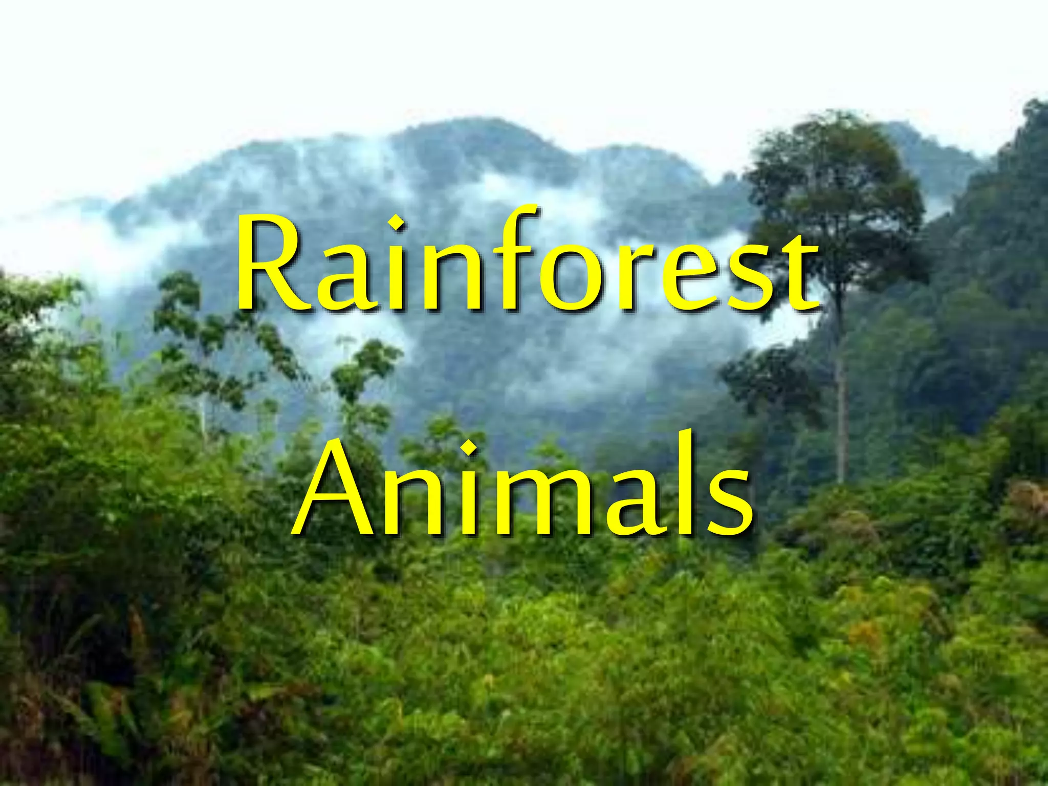 Rainforest animals | PPT
