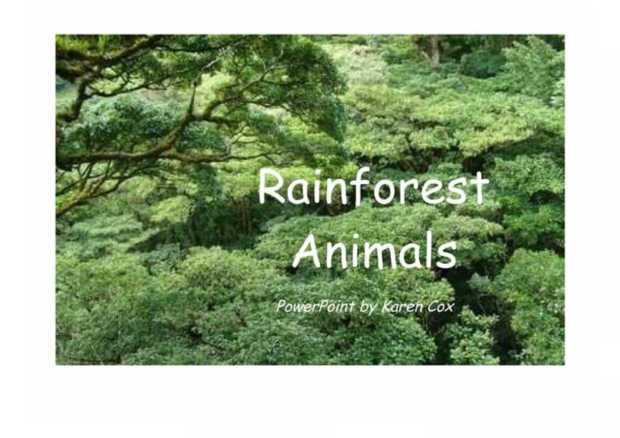 Rainforest Animals | PPT