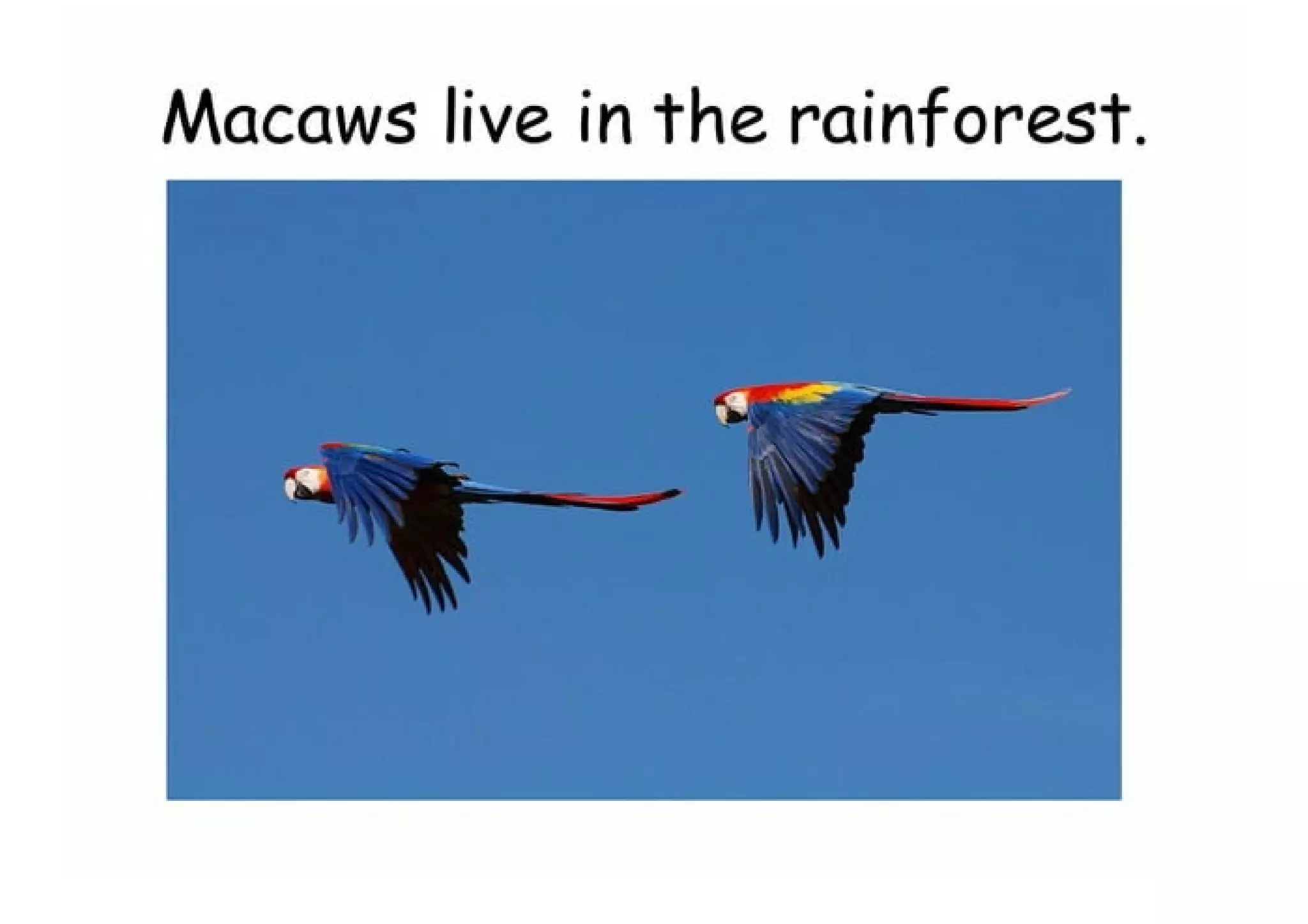 Rainforest Animals | PDF