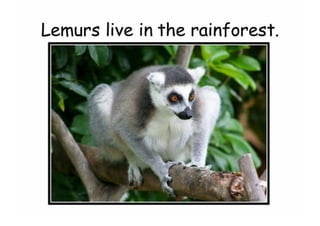 Rainforest Animals | PPT