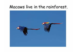 Rainforest Animals | PPT