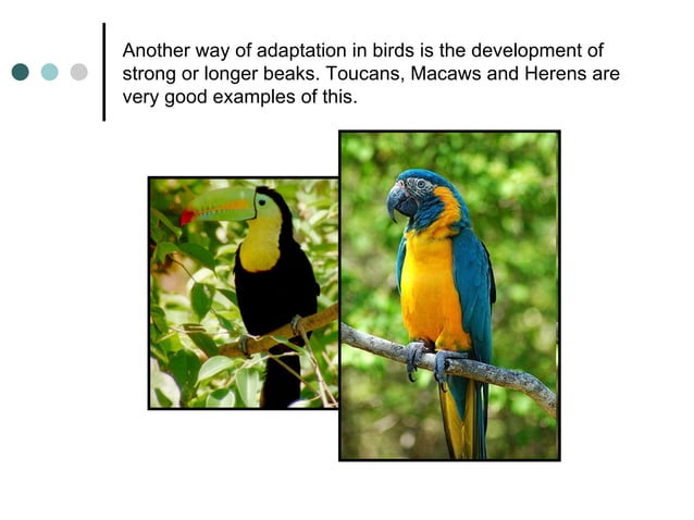 Rainforest animals and their adaptations | PPT | Zoos & Aquariums ...