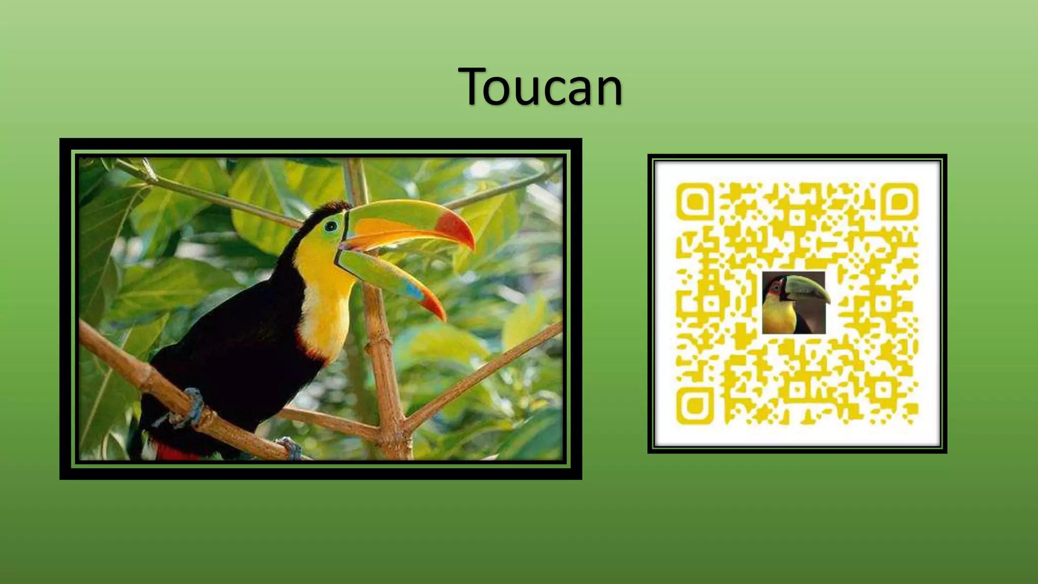Rainforest Animals QR Codes | PPTX