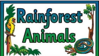 Rainforest Animals QR Codes | PPTX