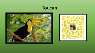 Rainforest Animals QR Codes | PPTX
