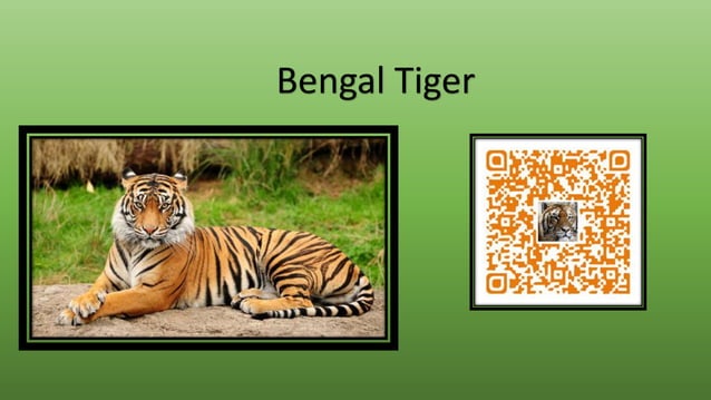 Rainforest Animals QR Codes | PPTX | Zoos & Aquariums | Attractions