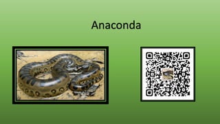 Rainforest Animals QR Codes | PPTX