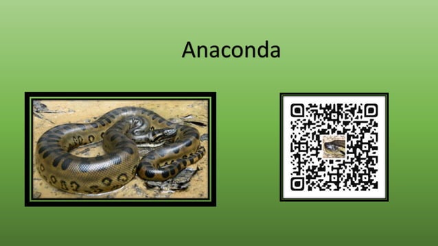 Rainforest Animals QR Codes | PPTX | Zoos & Aquariums | Attractions