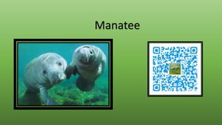 Rainforest Animals QR Codes | PPTX