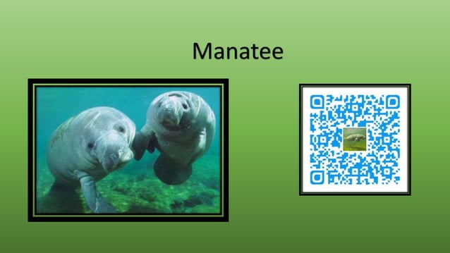 Rainforest Animals QR Codes | PPTX | Zoos & Aquariums | Attractions