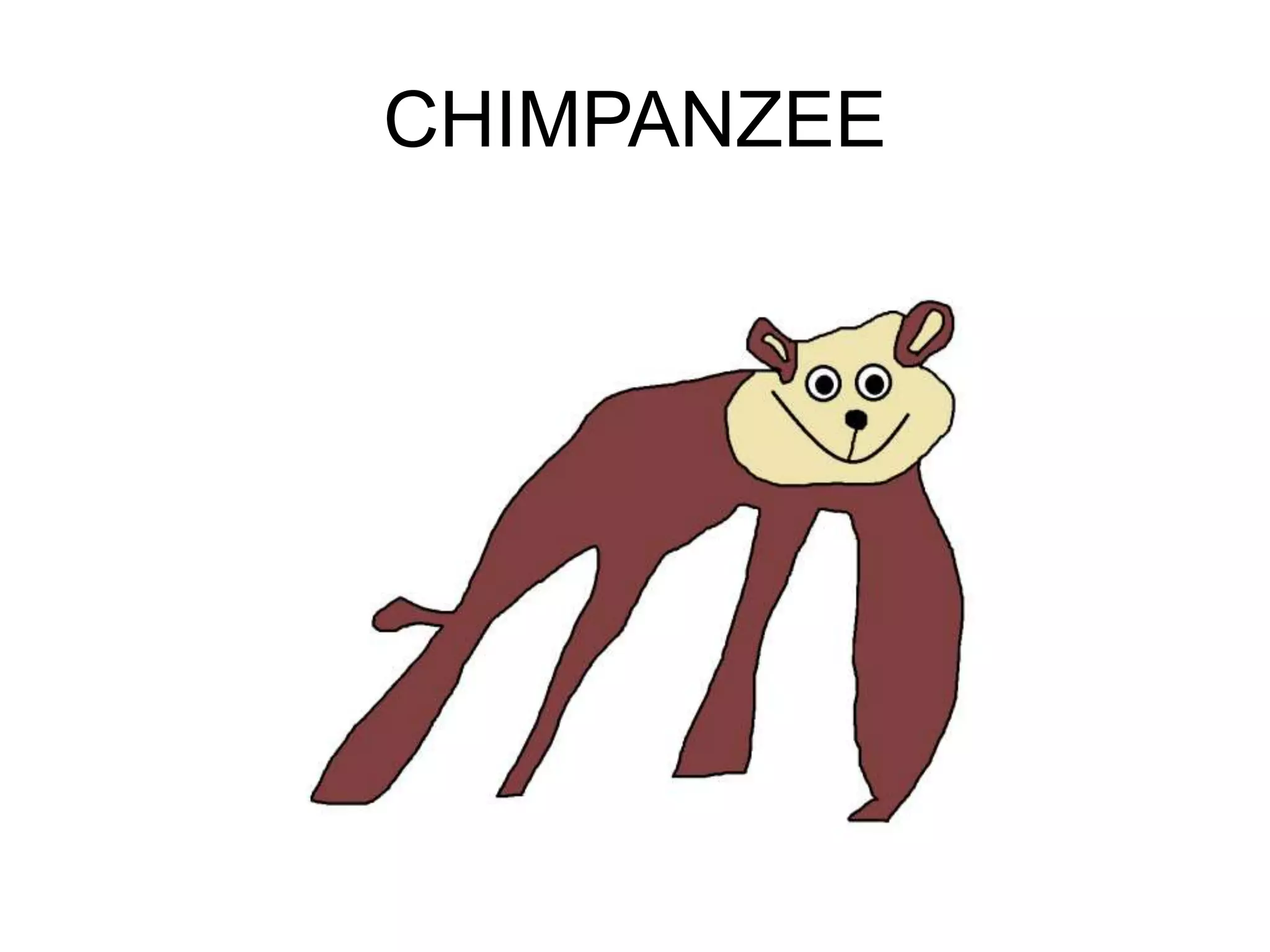 RAINFOREST ANIMALS= BOOK VERSION.pptx