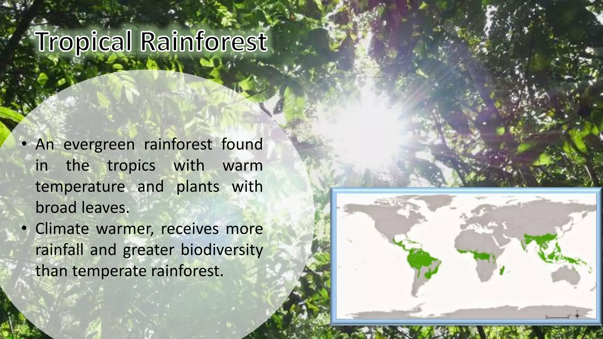 Rainforest biomes and characteristic | PPTX