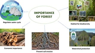 Rainforest biomes and characteristic | PPT