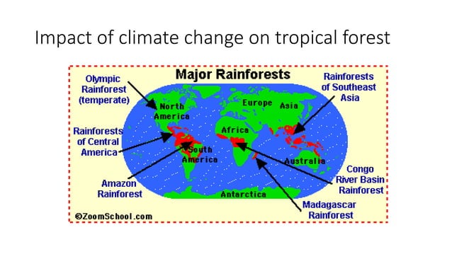 Rainforest biomes and characteristic | PPT