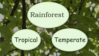 Rainforest biomes and characteristic | PPTX