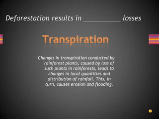 Rainforest conservation project | PPTX