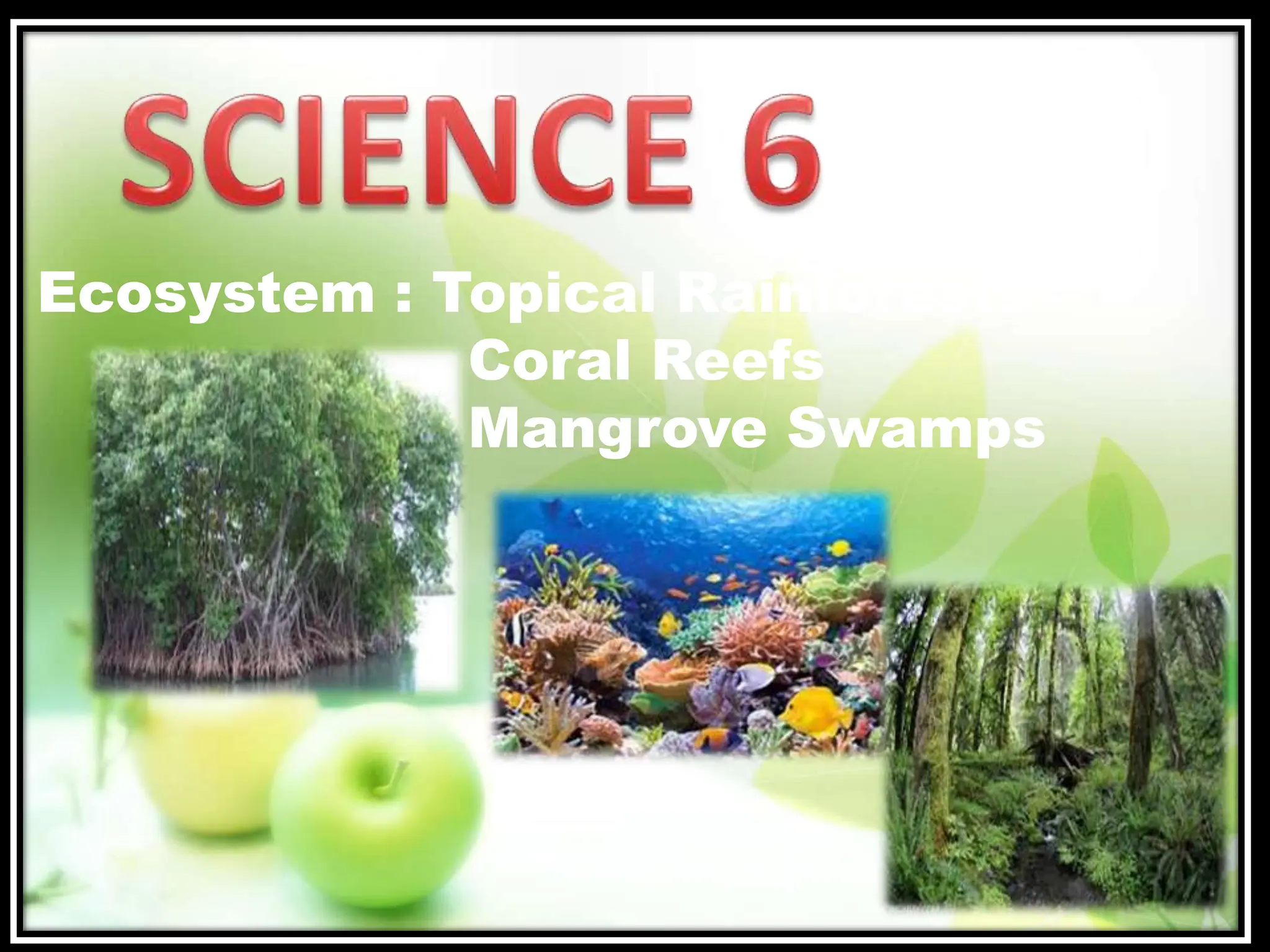 Rainforest,Coral Reef and Mangrove swamp.pptx